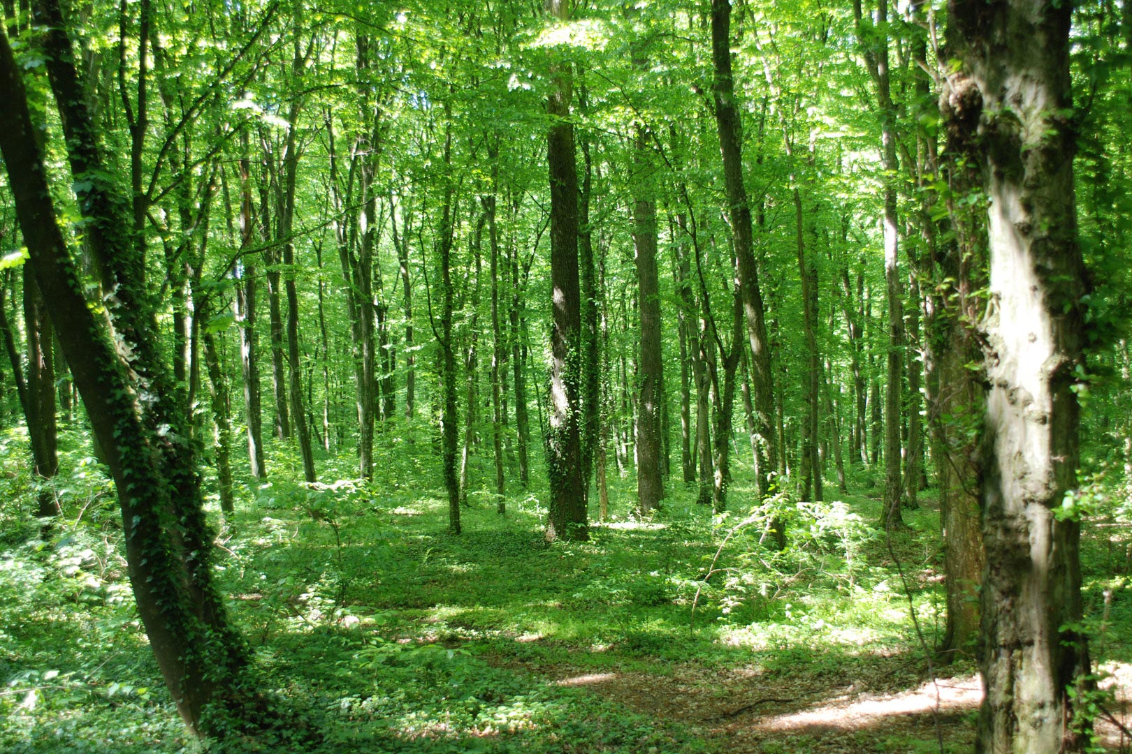 Park šuma "Župetnica"