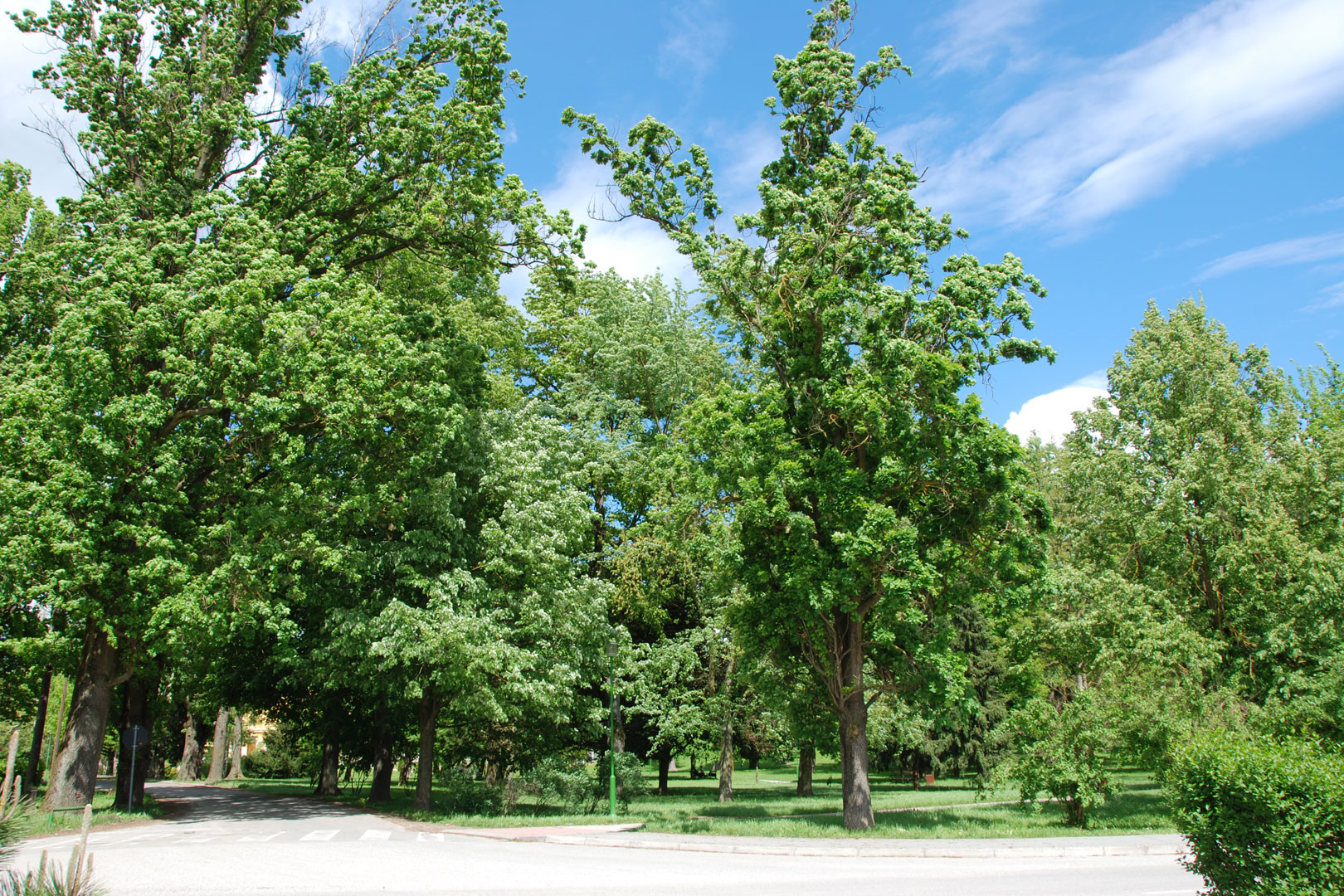 Spomenik parkovne arhitekture park kraj Osnovne škole "Vladimir Nazor ...
