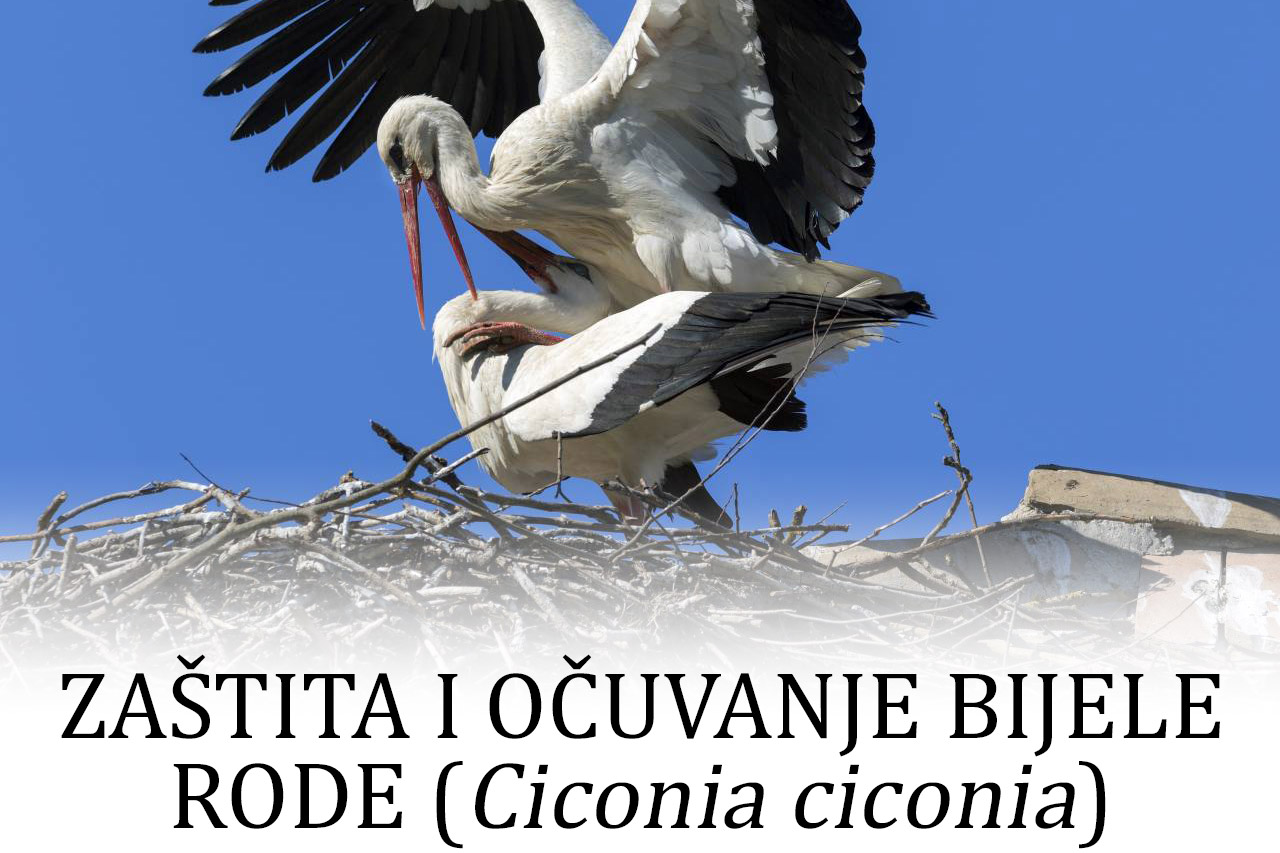 Zaštita i očuvanje bijele rode (Ciconia ciconia) - Javna ustanova za ...