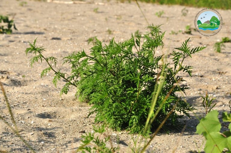 Invazivne strane vrste