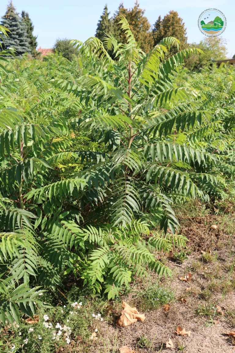 Invazivne strane vrste